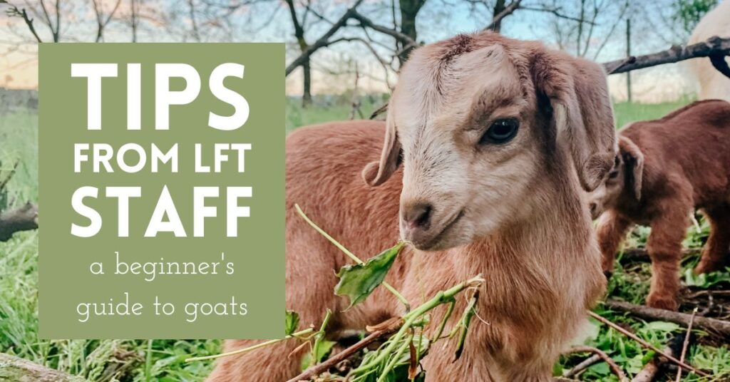 Tips from LFT Staff: A Beginner's Guide to Goats - Lancaster Farmland Trust
