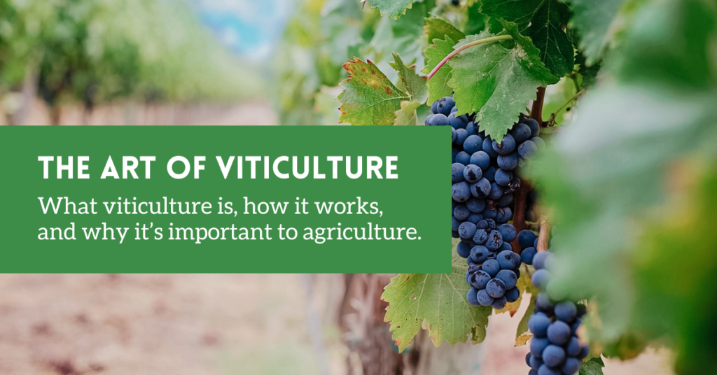 What is Viticulture? | The Art of Grape Farming | Lancaster Farmland Trust