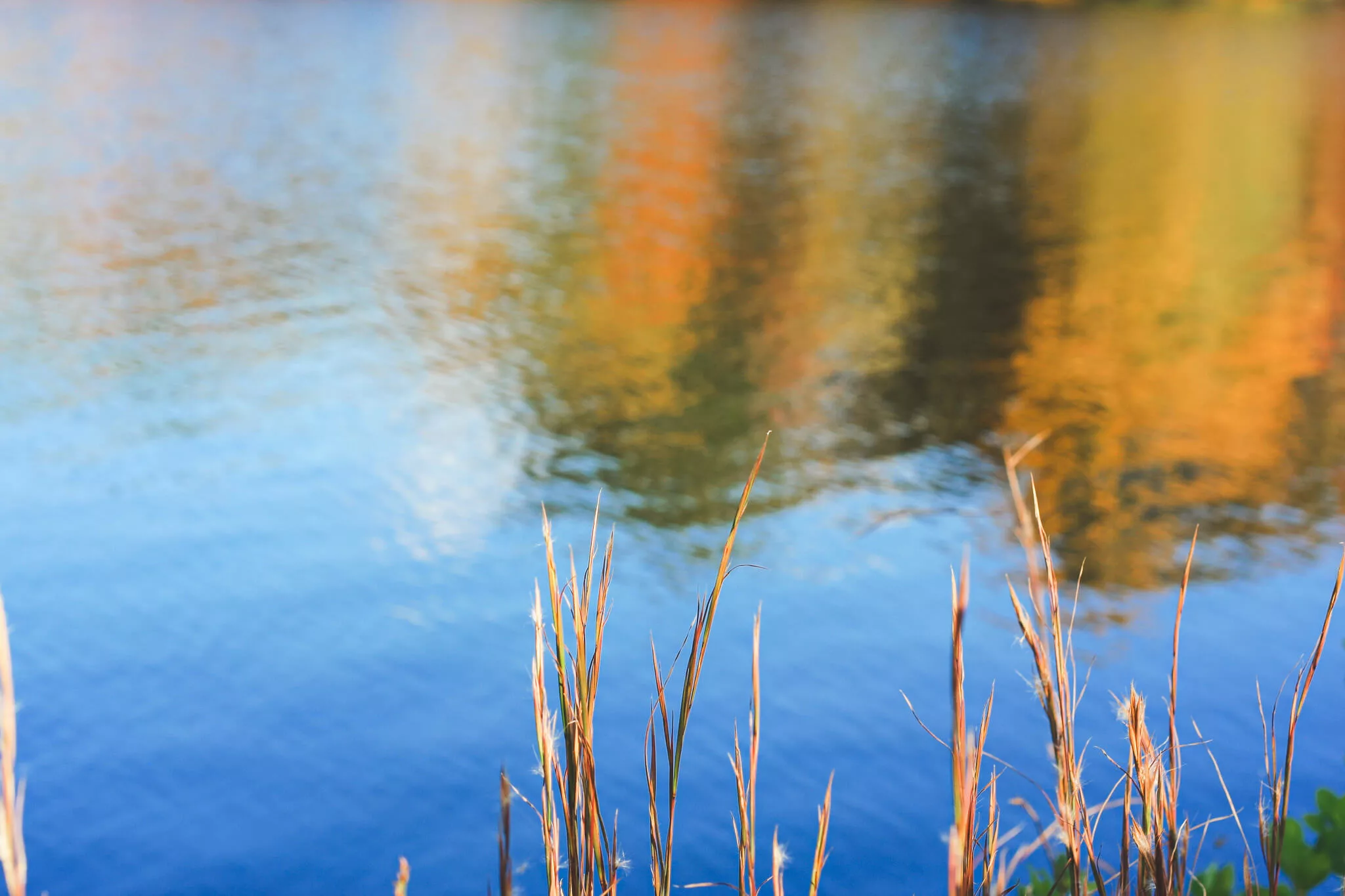 Cows, Creeks, and Conservation - Lancaster Farmland Trust