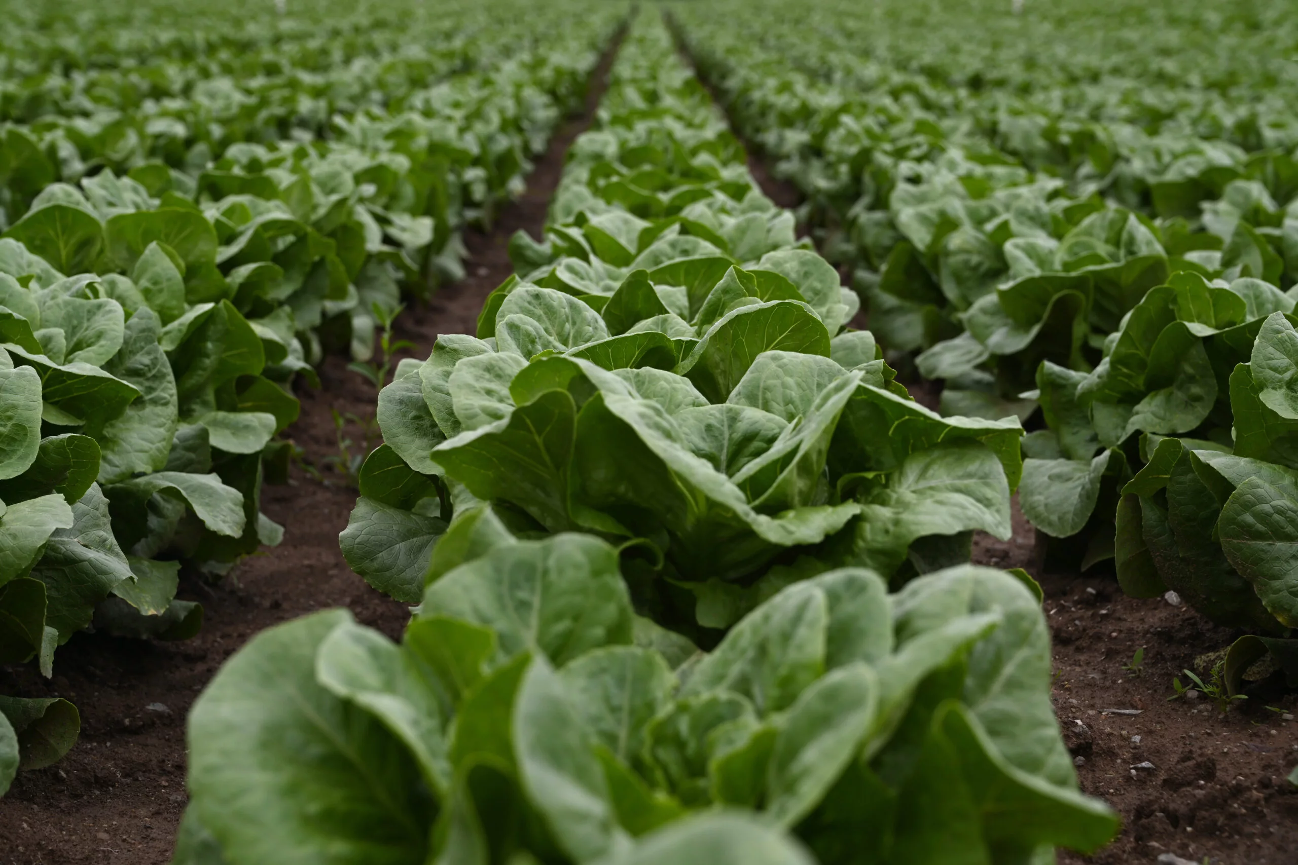 The Farm to Pantry Project - Lancaster Farmland Trust